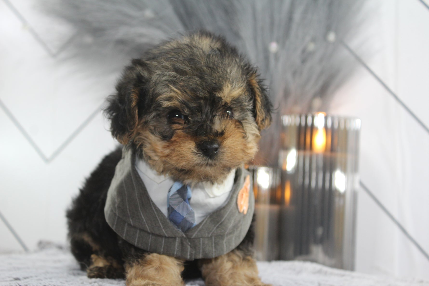 Puppy Purchasing Process – Hart’s Precious Pups